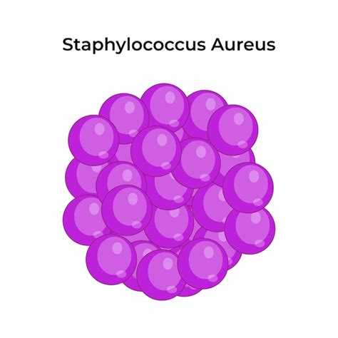 Premium Vector Staphylococcus Aureus Virus Science Vector Illustration