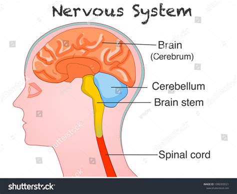 Nervous System Diagram Brain