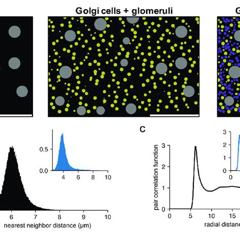Generated Cell Locations In The Cerebellar Granular Layer A Download Scientific Diagram
