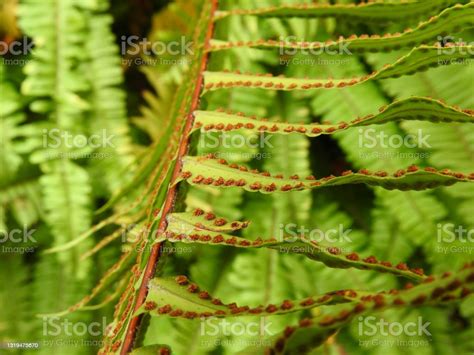 야외 정원의 나뭇잎 가장자리에 깔끔하게 배열 된 붉은 포자가있는 녹색 고사리 잎을 닫습니다 0명에 대한 스톡 사진 및 기타 이미지 Istock