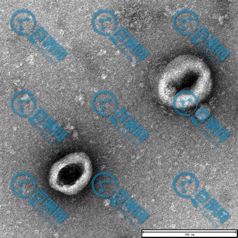 六硼化镧透射电镜 百测网