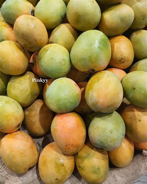 Btechnician Mangoes Known As The King Of Fruits Are Tropical Delights That Offer A Wealth