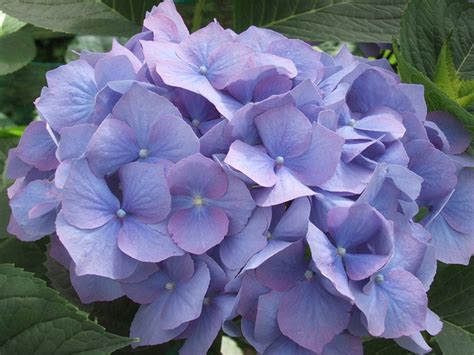 Hydrangea Macrophylla Enziandom