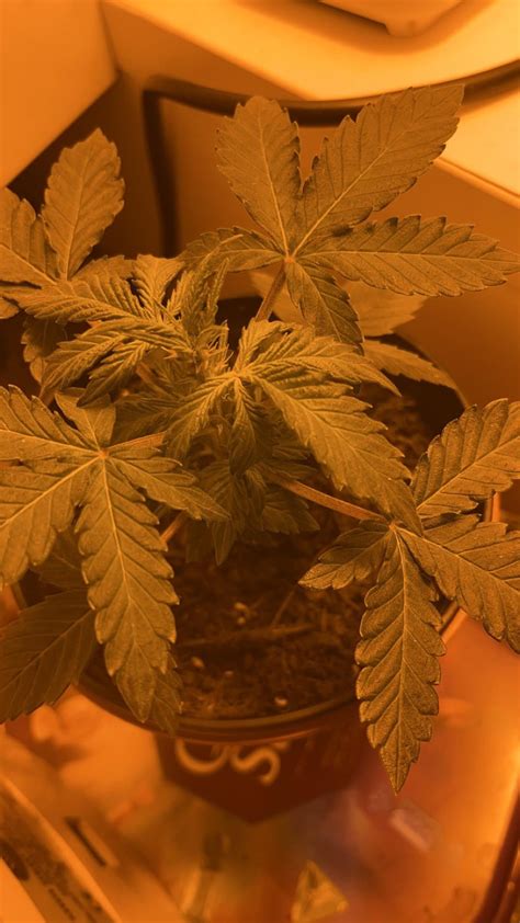 This One Leaf Is Just Drooping R Cannabiscultivation