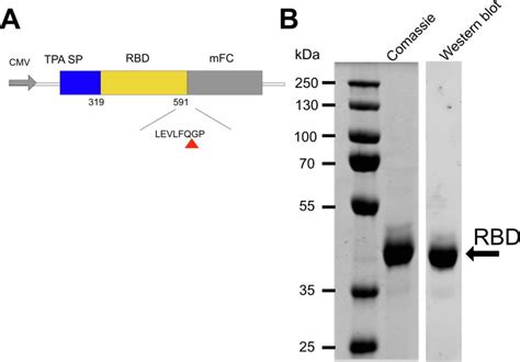 Sars Cov 2 Recombinant Receptor Binding Domain Rbd Induces Neutralizing Antibodies Against