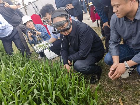 金禾天成智能AR眼镜助力安徽小麦赤霉病防控 北京金禾天成科技有限公司