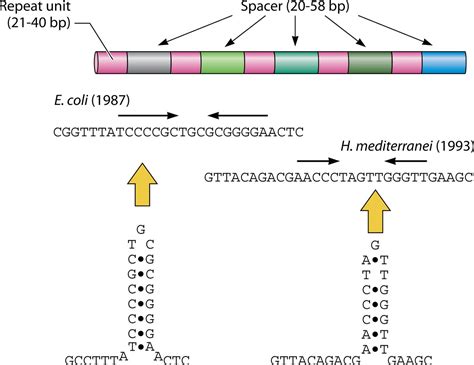 History Of Crispr Cas From Encounter With A Mysterious Repeated