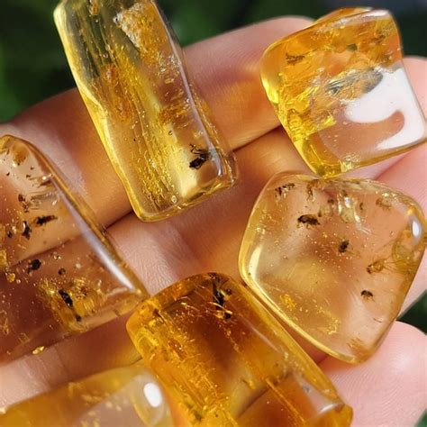 Amber With Insect Etsy