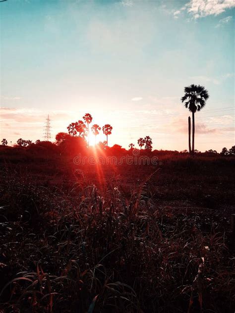 Plamtree Cloud Sky Nature Abstract Grass Stock Image Image Of