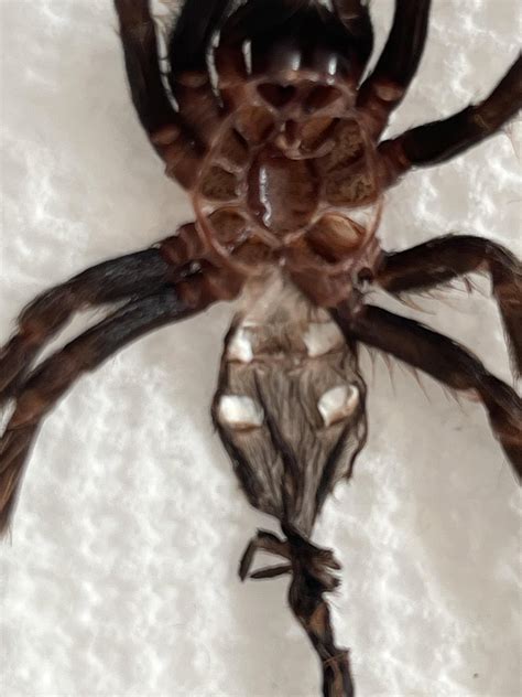 Is This Molt Too Small To Sex R Tarantulas