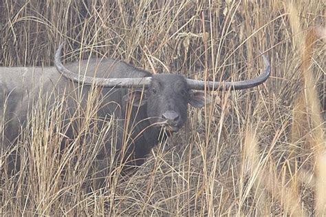 물속에서 헤엄치는 긴 뿔을 가진 버팔로 물소 그림 배경 일러스트 및 사진 무료 다운로드 Pngtree