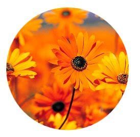 Clipping Or Cropping Images In WPF