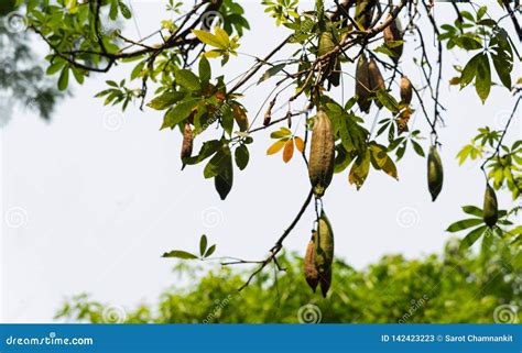 white silk cotton tree ceiba kapok java cotton scientific name ceiba pentandra stock image