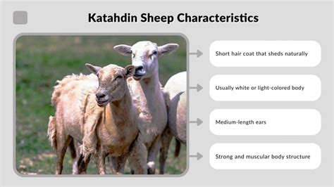 Katahdin Sheep Lifespan Size Diet Breeding Cycle And Facts