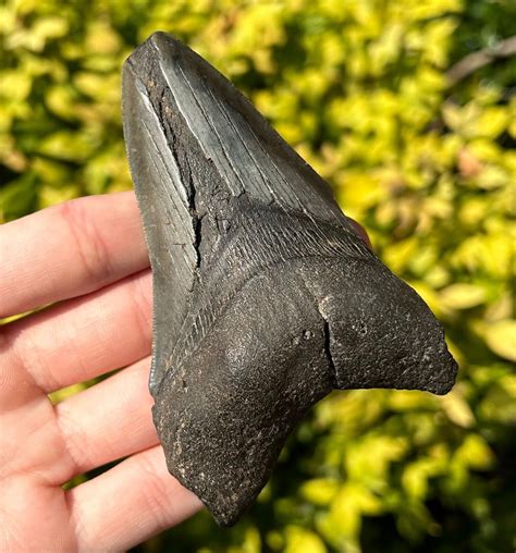 Fossil Megalodon Shark Tooth Huge 4 Meg Meglodon South Carolina Sharks