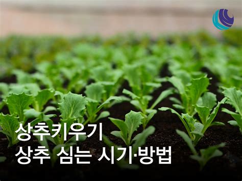 상추 키우기 상추 심는 시기 상추 심는 방법 농사정보