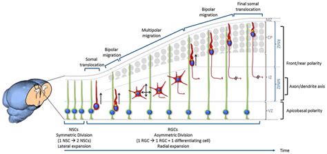 Motor Neuron Polarity Frontiers Neuronal Migration Generates New