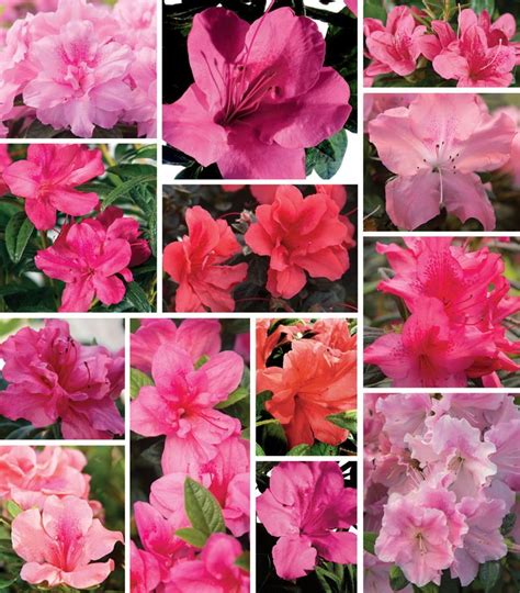 Choose Reblooming Azaleas By Size Artofit