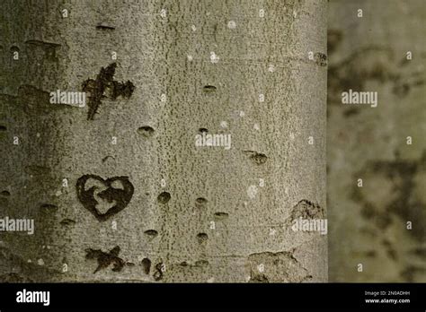 Heart Symbol Tree Circle Hi Res Stock Photography And Images Alamy