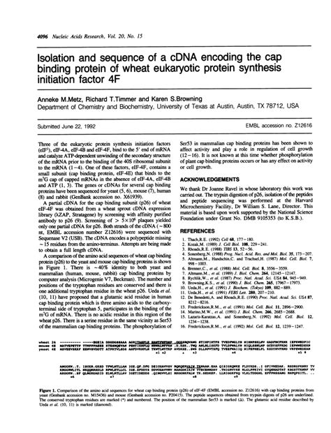 Pdf Isolation And Sequence Of A Cdna Encoding The Cap Binding Protein Of Wheat Eukaryotic