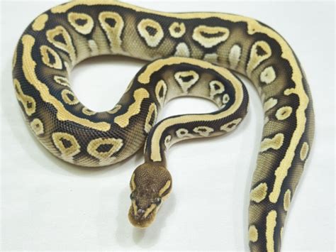 Chocolate Lesser 100 Het Clown Ball Python By Directed Evolution Pythons