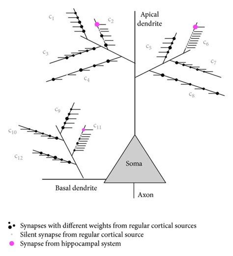 The Receptive Fields Of A Neuron The Basal Dendrites Define A