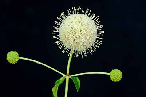 How To Grow And Care For Buttonbush Gardeners Path