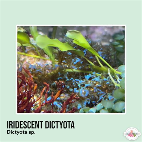 Phaeophyta Brown Algae Mosaicmacros