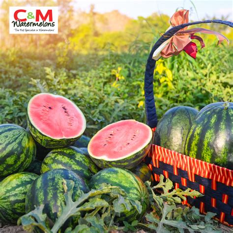 15 Astonishing Fun Facts About Watermelons You Didnt Know Blog Candm