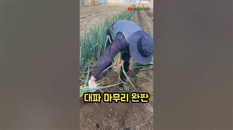 대파 농사 마무리 작업 Youtube