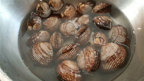 깨끗하게 피조개 손질해요