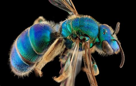 Strange Biology Intimate Portraits Of Bees And Other Insects From