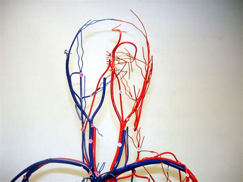 Veins And Arteries Wire Model Head Diagram Quizlet