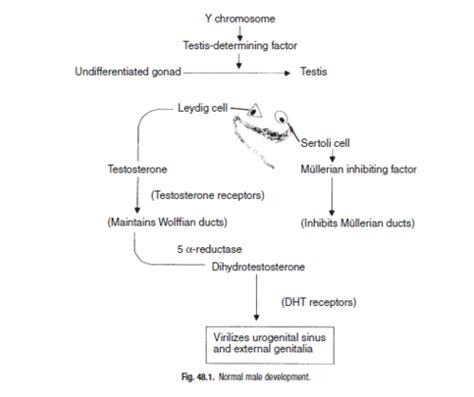 Differences Disorders Of Sexual Differentiation Flashcards Quizlet