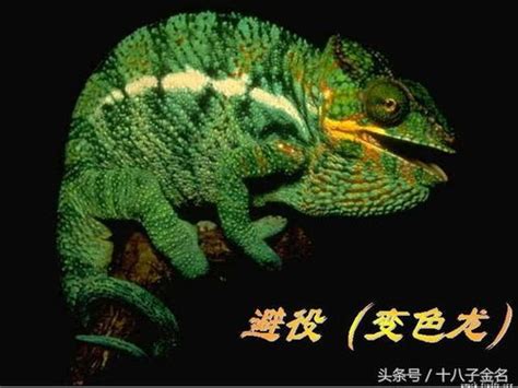 巨型变色龙现身！体长70厘米，舌头超110厘米惊艳亮相