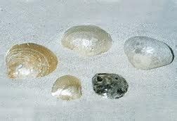 Shell ID Quiz Flashcards Quizlet