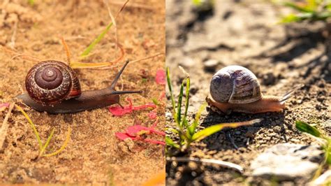 Why Is My Snail Digging Online Field Guide