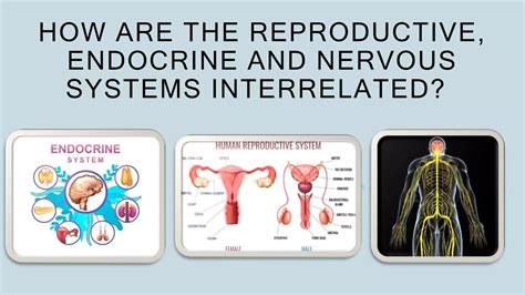 Coordinated Function Of Endocrine Nervous And Repro Pptx