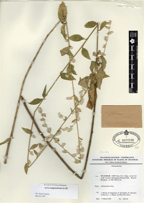 Aerva Sanguinolenta L Blume Myanmar Vascular Plants Database