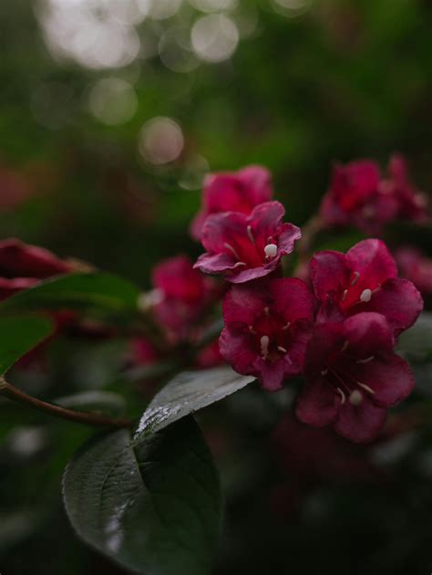 คลังภาพถ่ายฟรีของ กระจก กลีบดอก การจัดดอกไม้ การถ่ายภาพหุ่นนิ่ง การหักเห ความคิดสร้างสรรค์