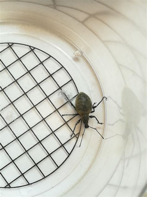 Does Anybody Know Which Kind Of Bug This Is Rinsects