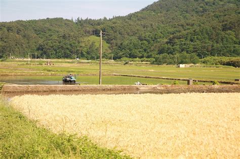 추수 보리 트랙터 Foto Gratuita No Pixabay