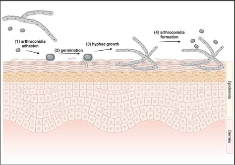 Arthroconidia