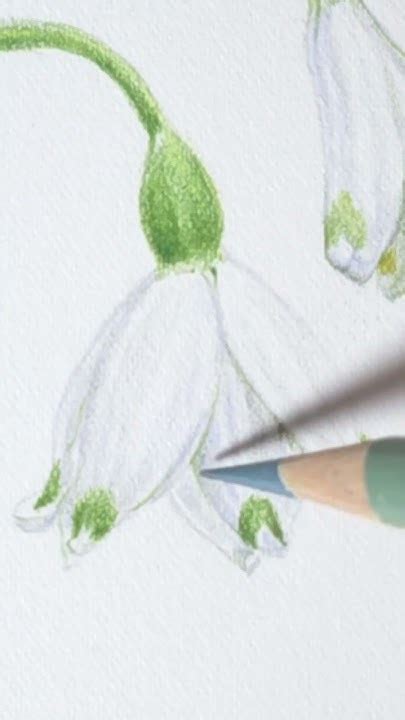 색연필로 그리는 하얀꽃 은방울 수선화 Drawing White Flowerssnow Flakewith Colored Pencils Youtube