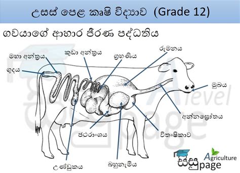 Sisu සිසු Agriculture🌲🌳 සත්ව පාලනය Lesson 15 උසස් Facebook