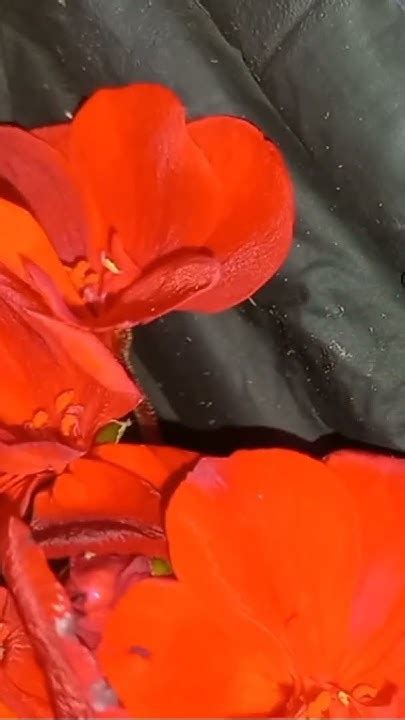 🇺🇦 Пеларгонія Pelargonium☘️☘️☘️ Youtube