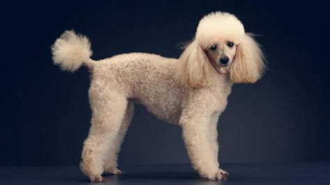 11 Poodle Cuts Haircuts For Poodles With Styles And Photos