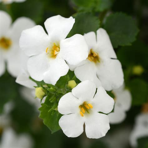 Shop Bacopa Megacopa White J Parkers