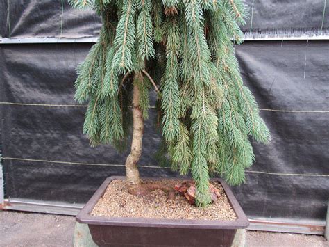 34 Year Old Dwarf Weeping Norway Spruce Specimen Bonsai Tree