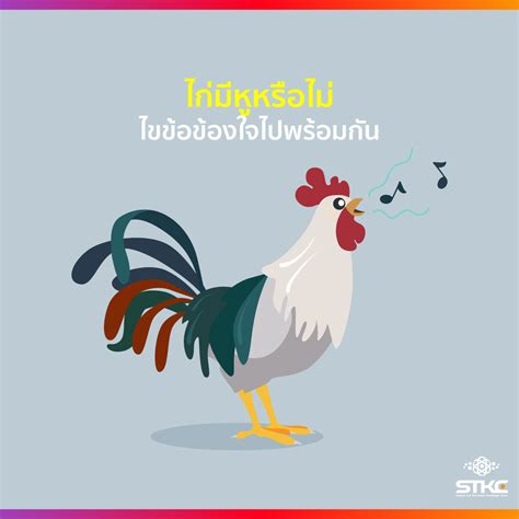 ไก่มีหูหรือไม่ ไขข้อข้องใจไปพร้อมกัน Science And Technology Knowledge Centre Stkc